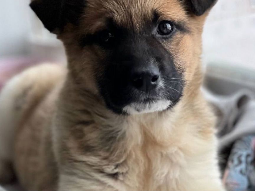 Собака девочка щенок в добрые руки бесплатно