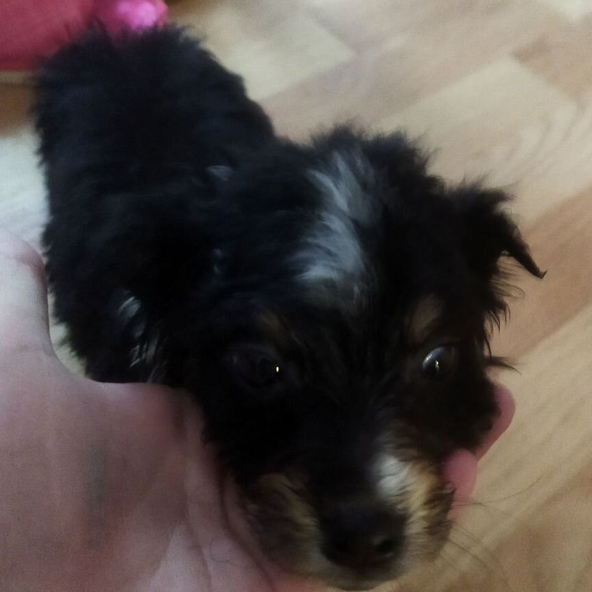 Щенок в добрые руки