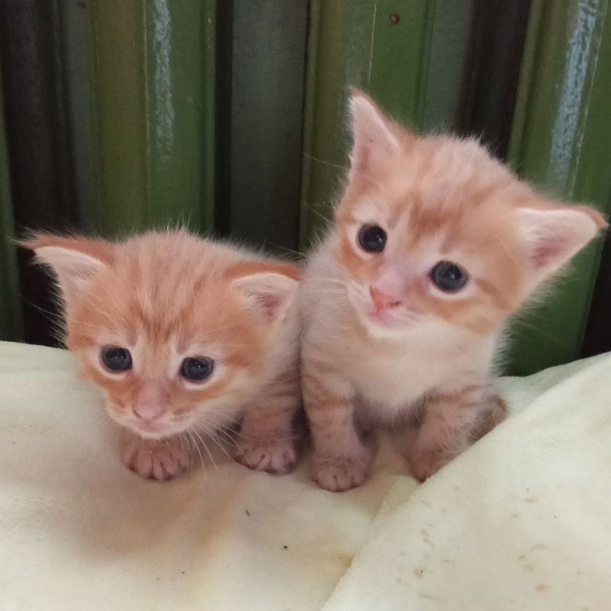 Котики бесплатно в добрые руки