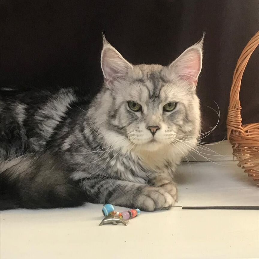 Мэйкун котик