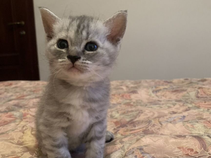 Шотладские котята