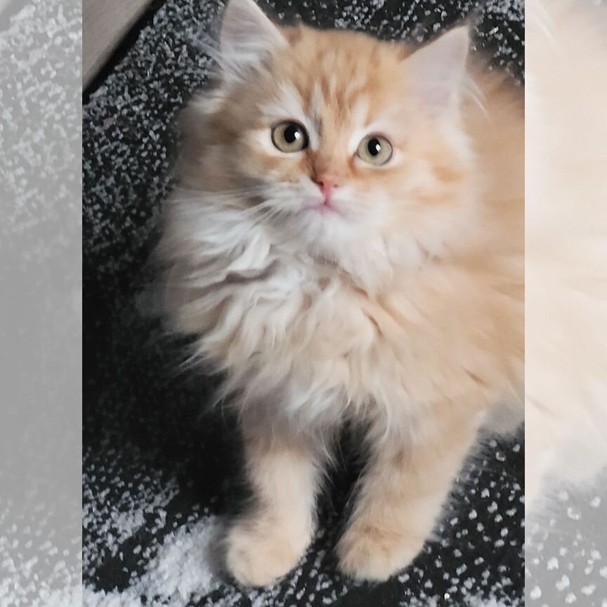 Сибирские котята настоящие