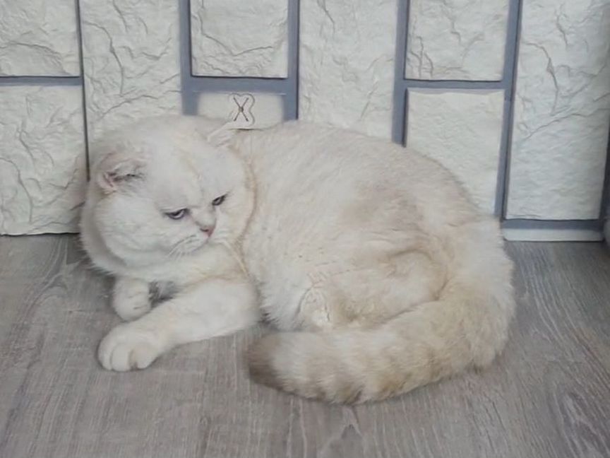 Шотландский золотой колор пойнт