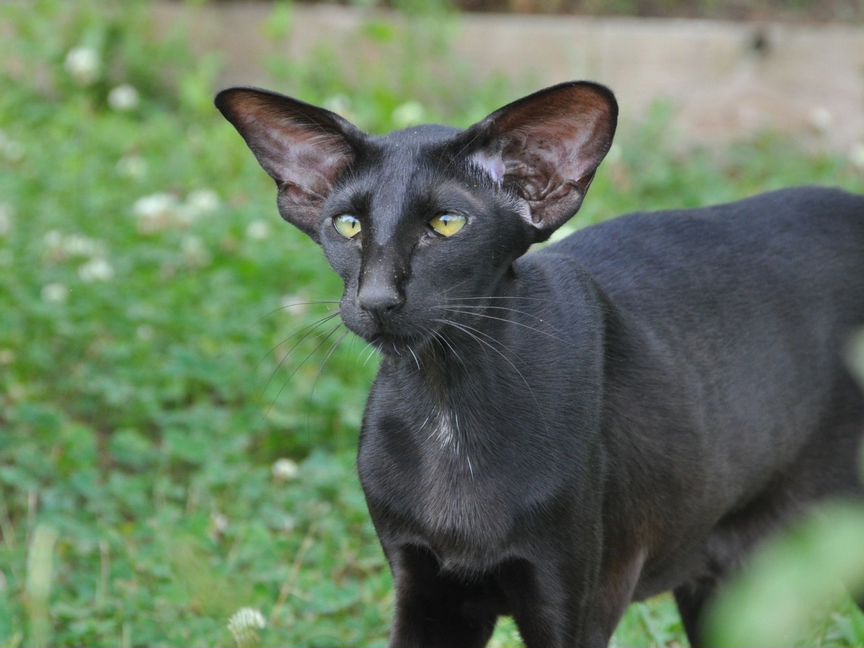 Ориентальная кошка