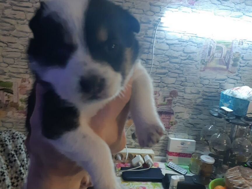 Щенки метисы в добрые руки