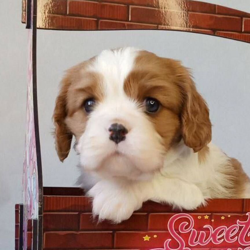 Кавалер кинг-чарльз-спаниель, щенок