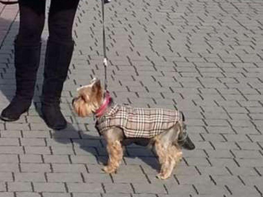 Желетка для собак мелких пород