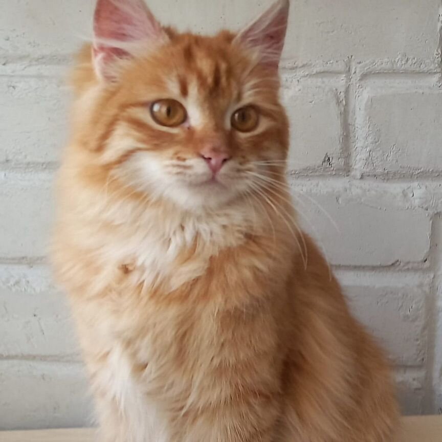 Котенок рыжий 4 месяца в добрые руки