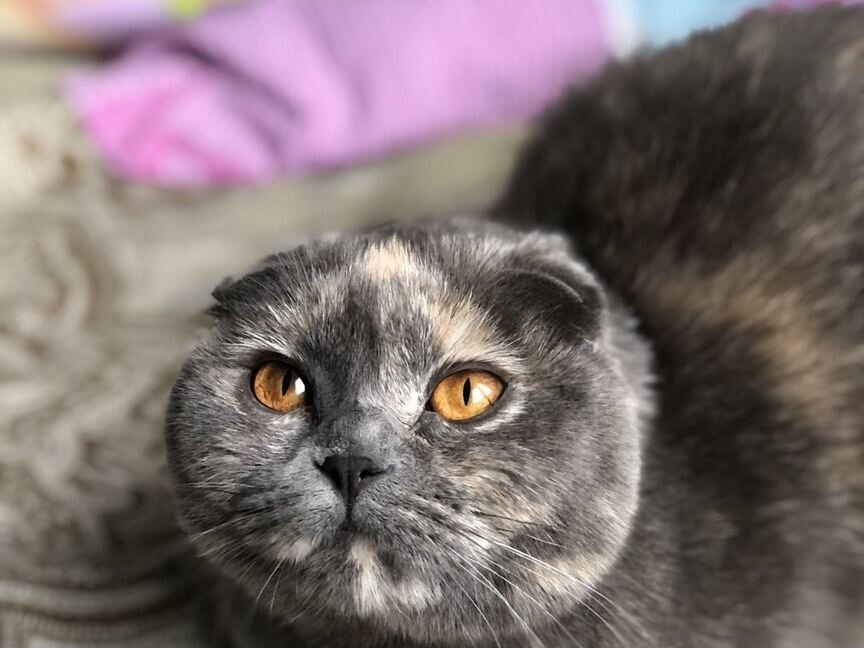 Ищем кота для кошки