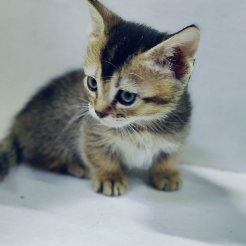Котик Манчкин стандарт