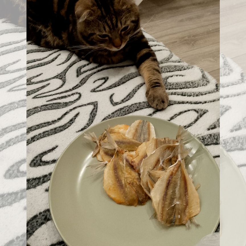 Ищем подругу для кота