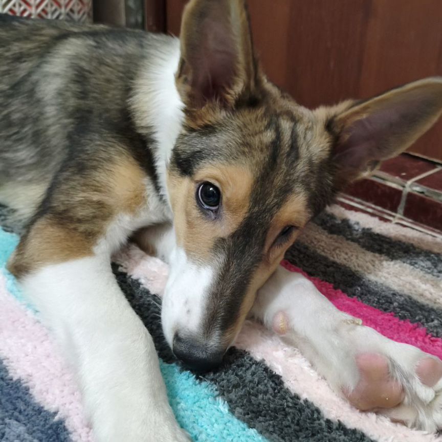 Щенок в добрые руки