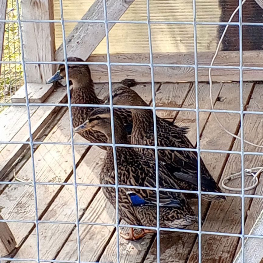 Утки подсадные для охоты