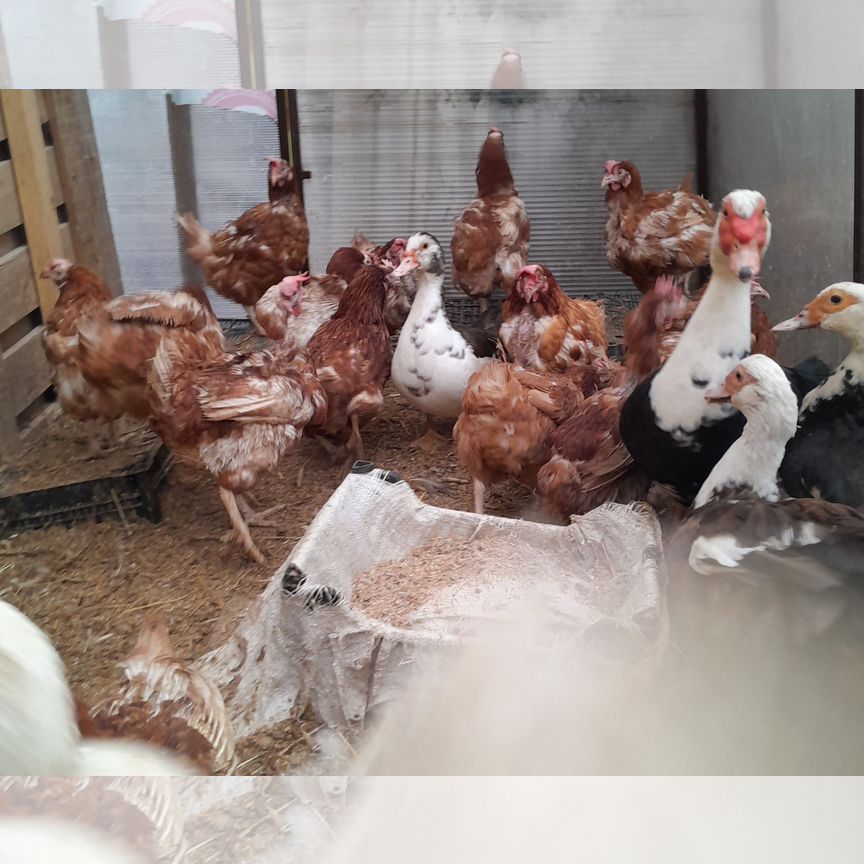 Куры молодки несушки