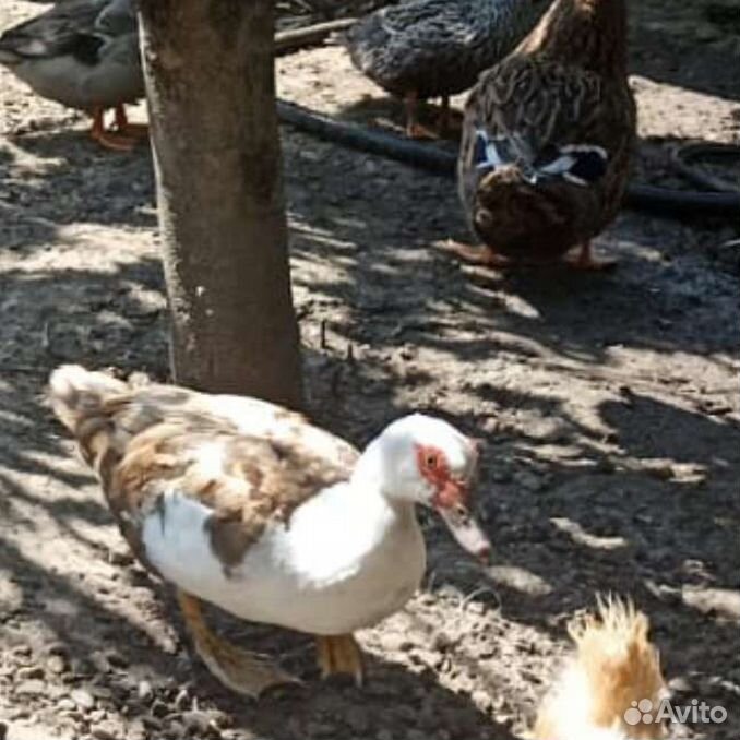 Утята дикой утки