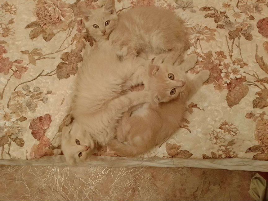 Котята
