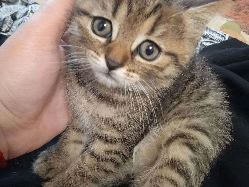 Кошка в дар