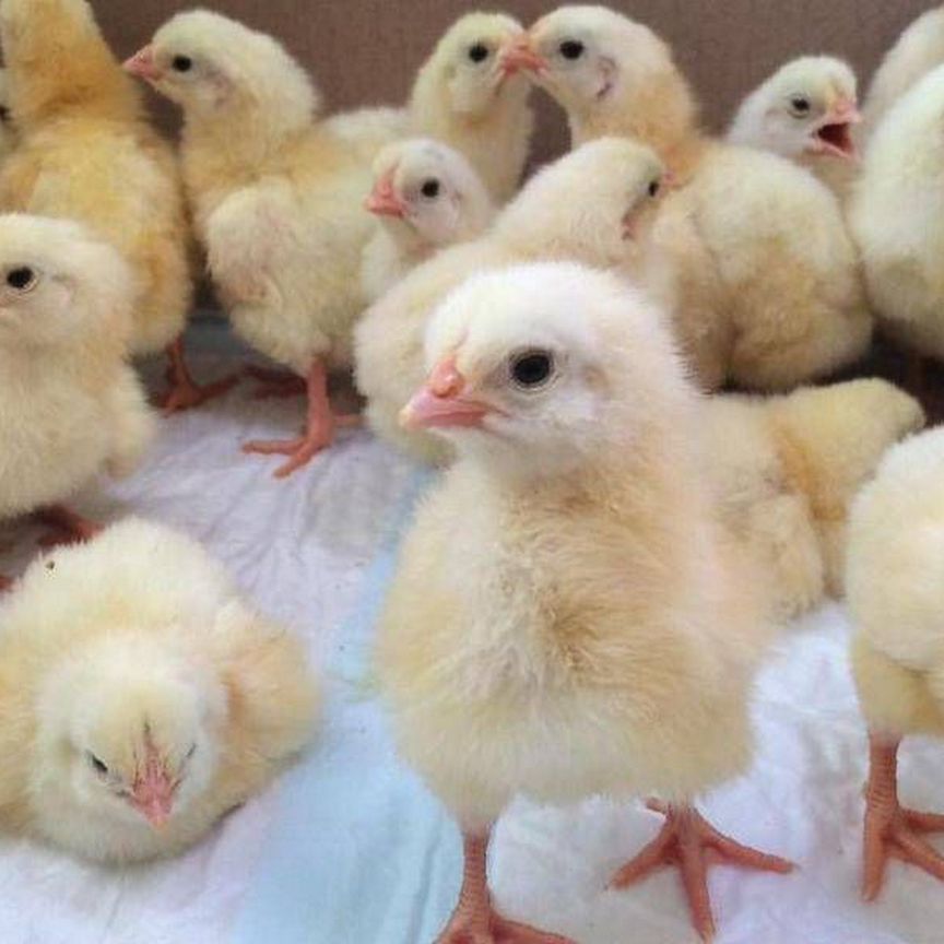 Цыпленок Кооб 500