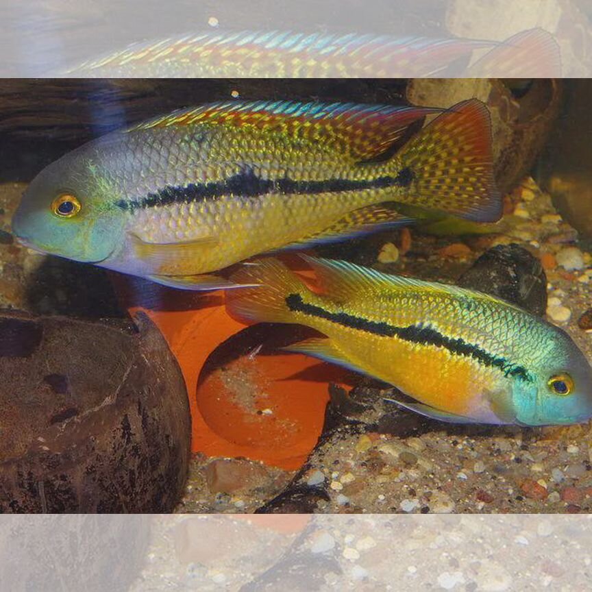 Обмен продажа Рыба цихлазома Никарагуанская