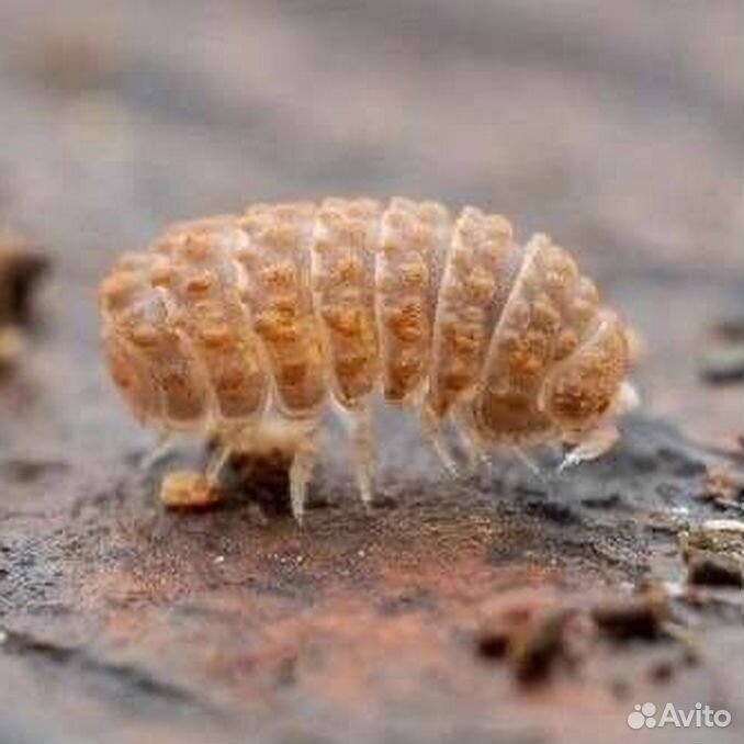 Редкие и красивые виды мокрицы