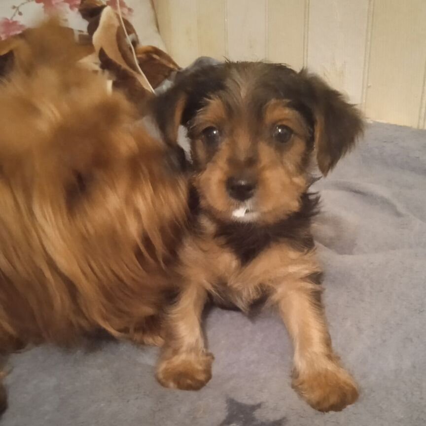 Йорк-мальчик. 1,5месяца