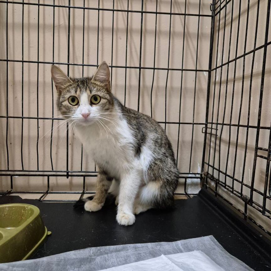 У кошки осталось 3 дня