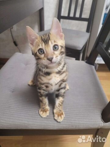 Бенгальская кошка