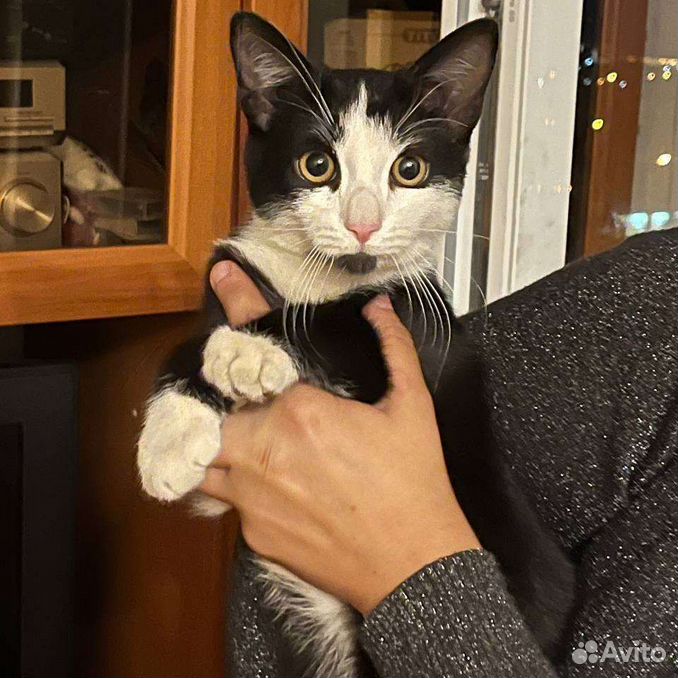 Кошка найдена в дар