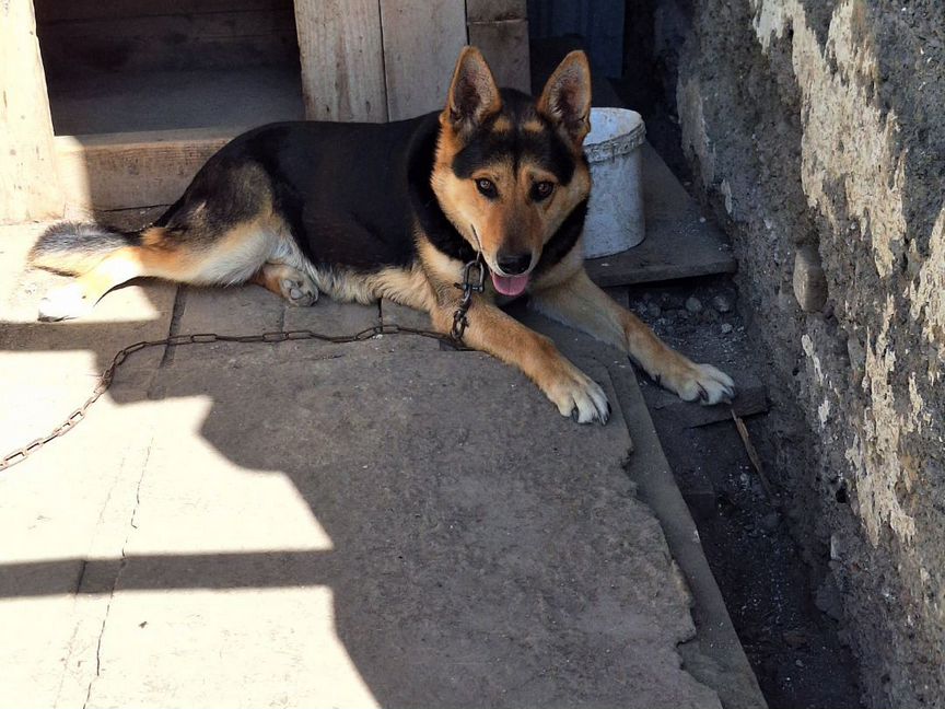 Восточноевропейская овчарка