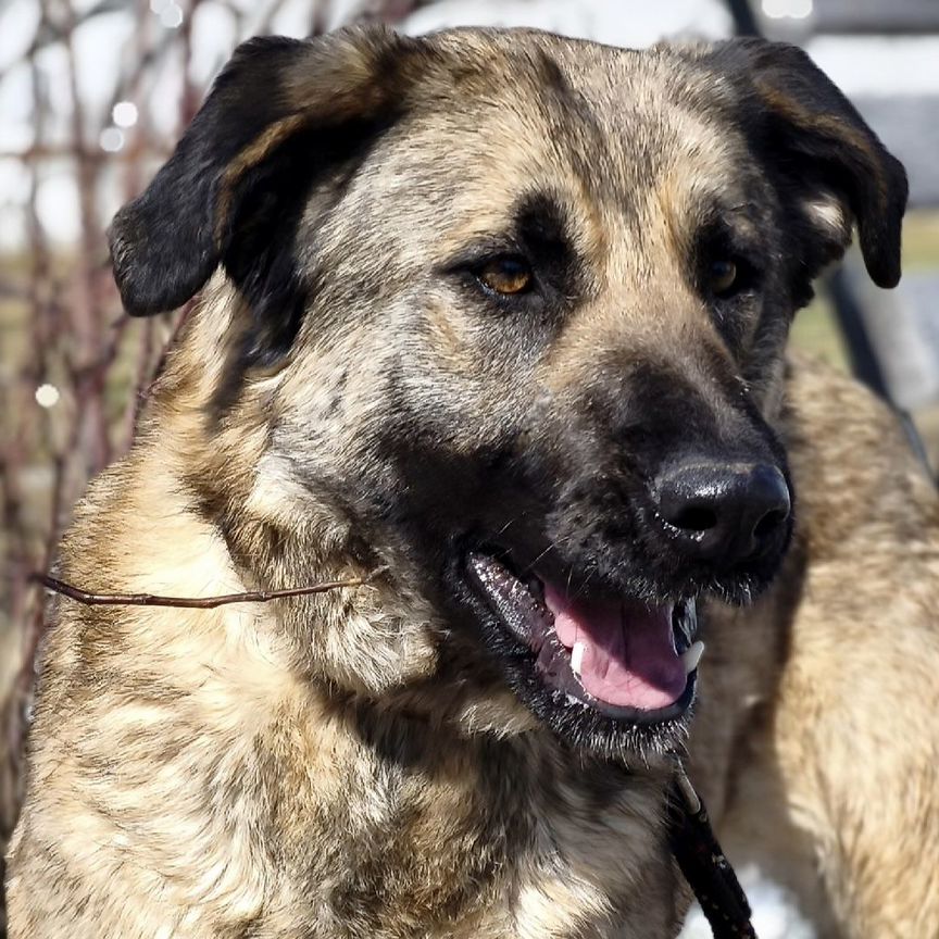 Взрослая собака в добрые руки