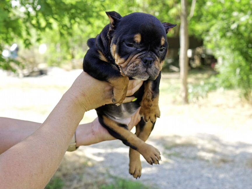 Американский Булли экзот, 2.5 месяца