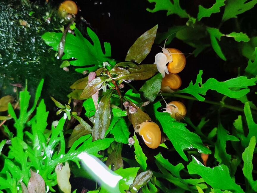 Улитки ампулярии