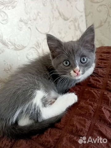Маленькая кошечка в дар бесплатно