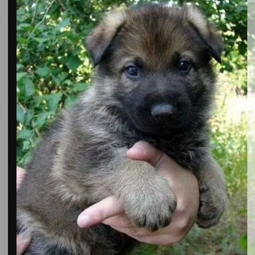 Щенки немецкой овчарки