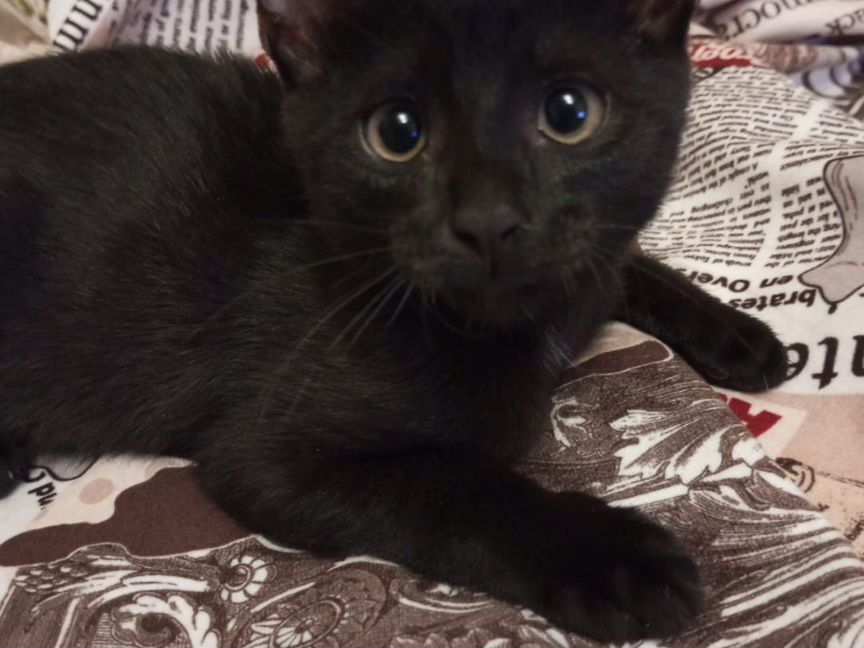 Котик