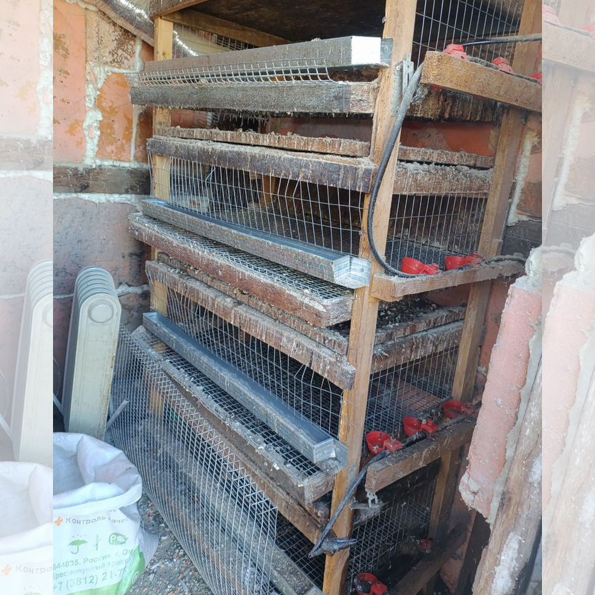 Клетки для перепелов бу