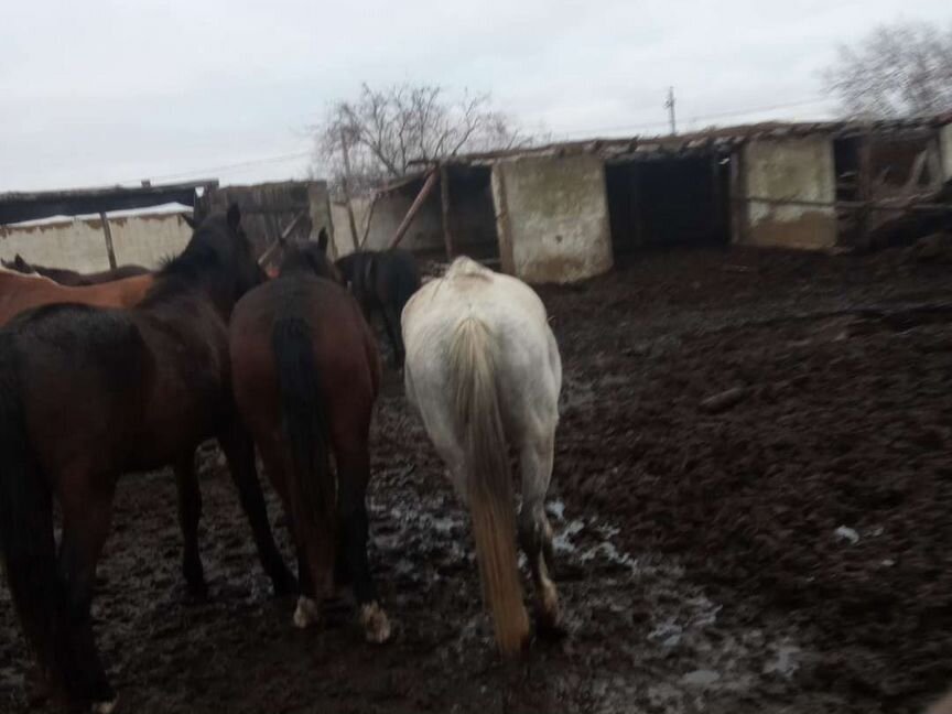 Уздечка для лошади бу