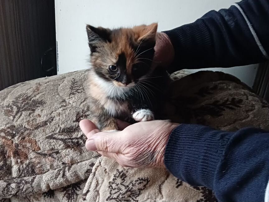 Трехцветный котенок, мальчик