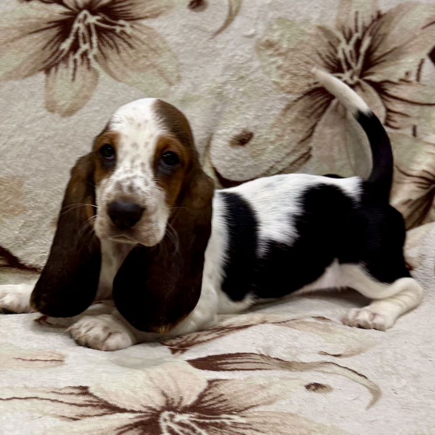 Бассет-хаунд, щенок