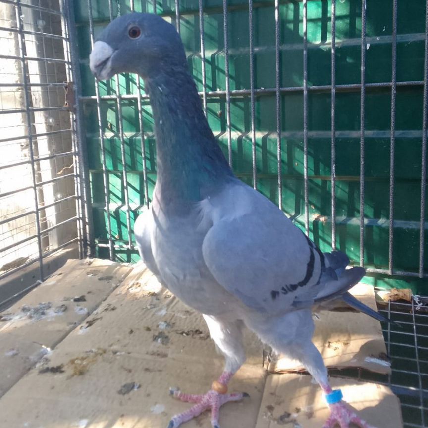 Голуби немецкие выставочные