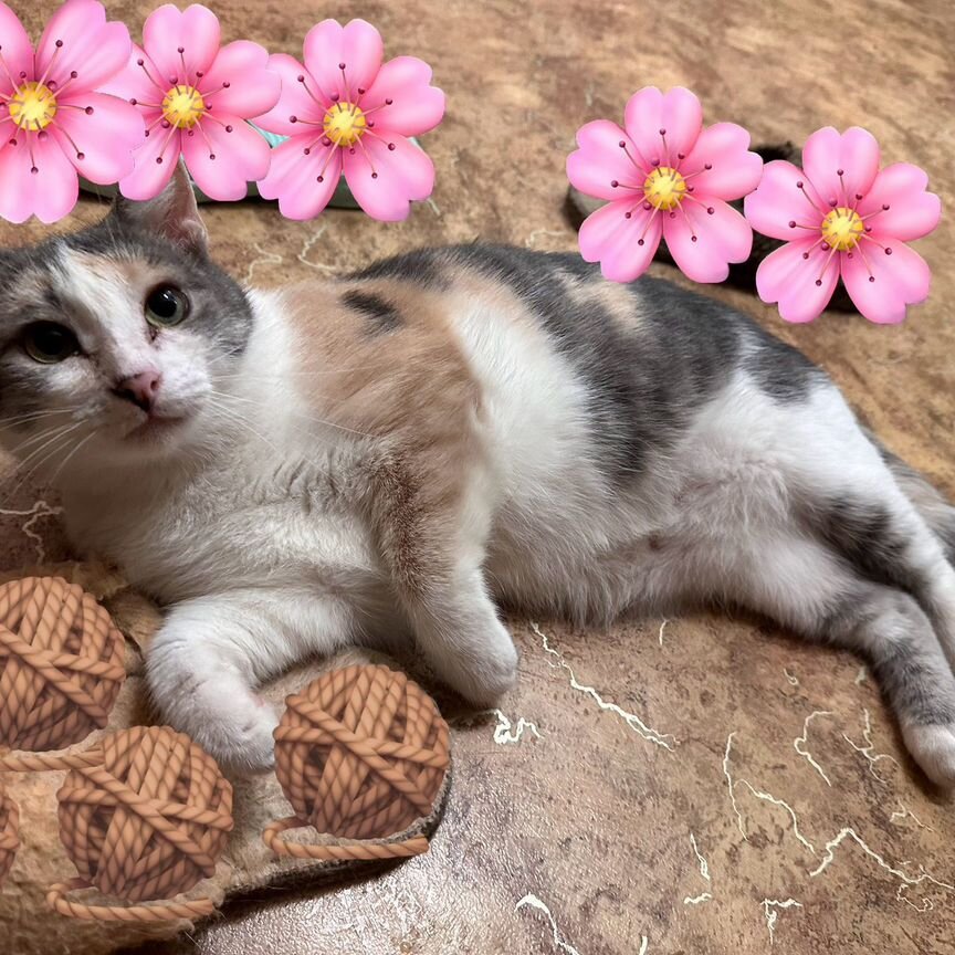 Кошка Мася в добрые руки