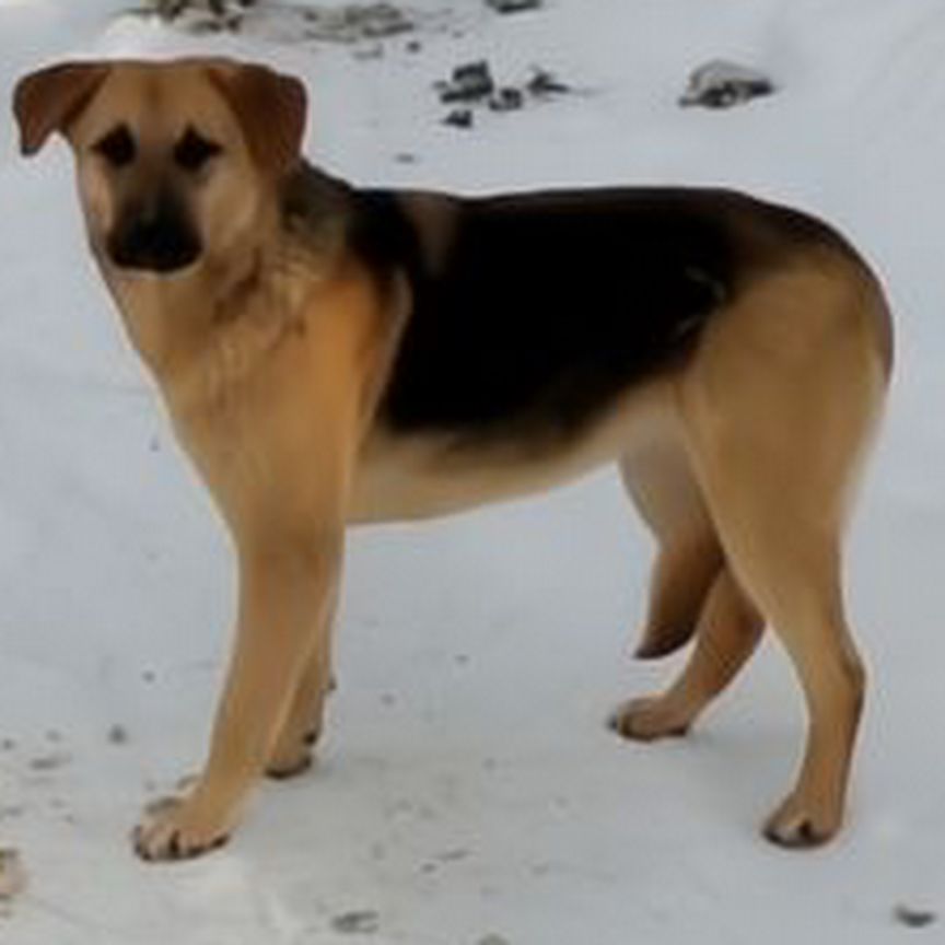 Взрослая собака в добрые руки