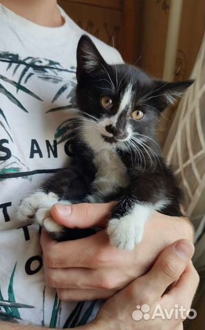 Котенок ищет дом