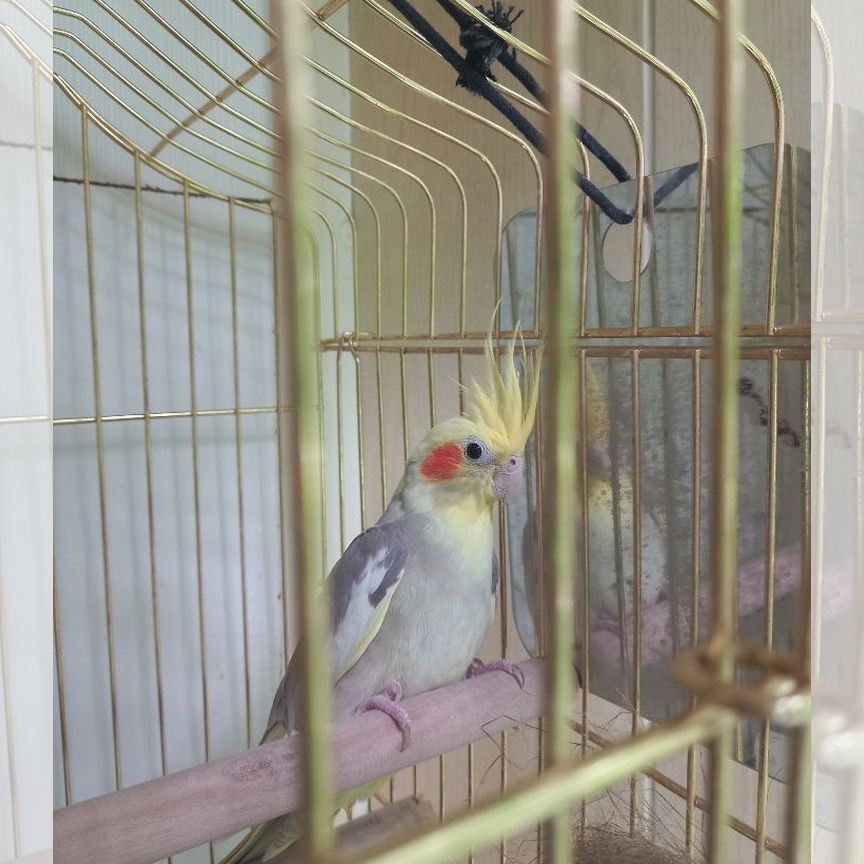 Попугай корелла мальчик