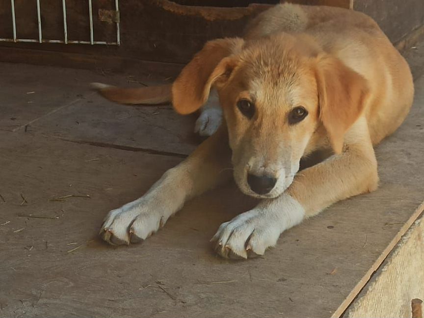 Щенки. 5 мес. Мальчишки. Москва. Ищем дом