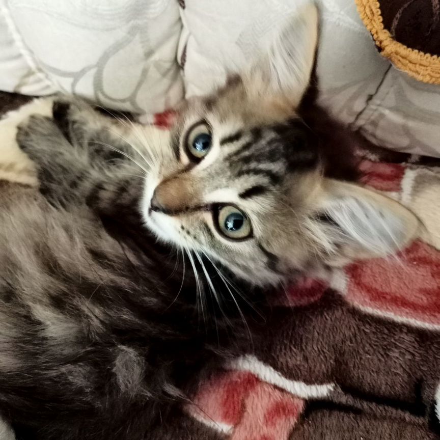 Котёнок