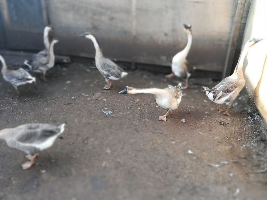 Гуси и индоутки