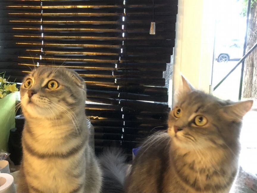 Кошка