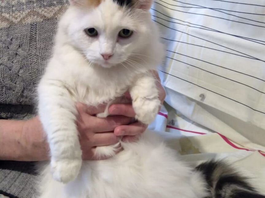 Кошка девочка ищет хозяев