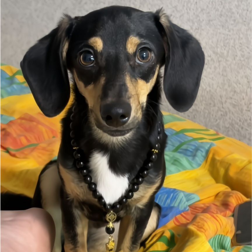 Русский той-терьер, щенок